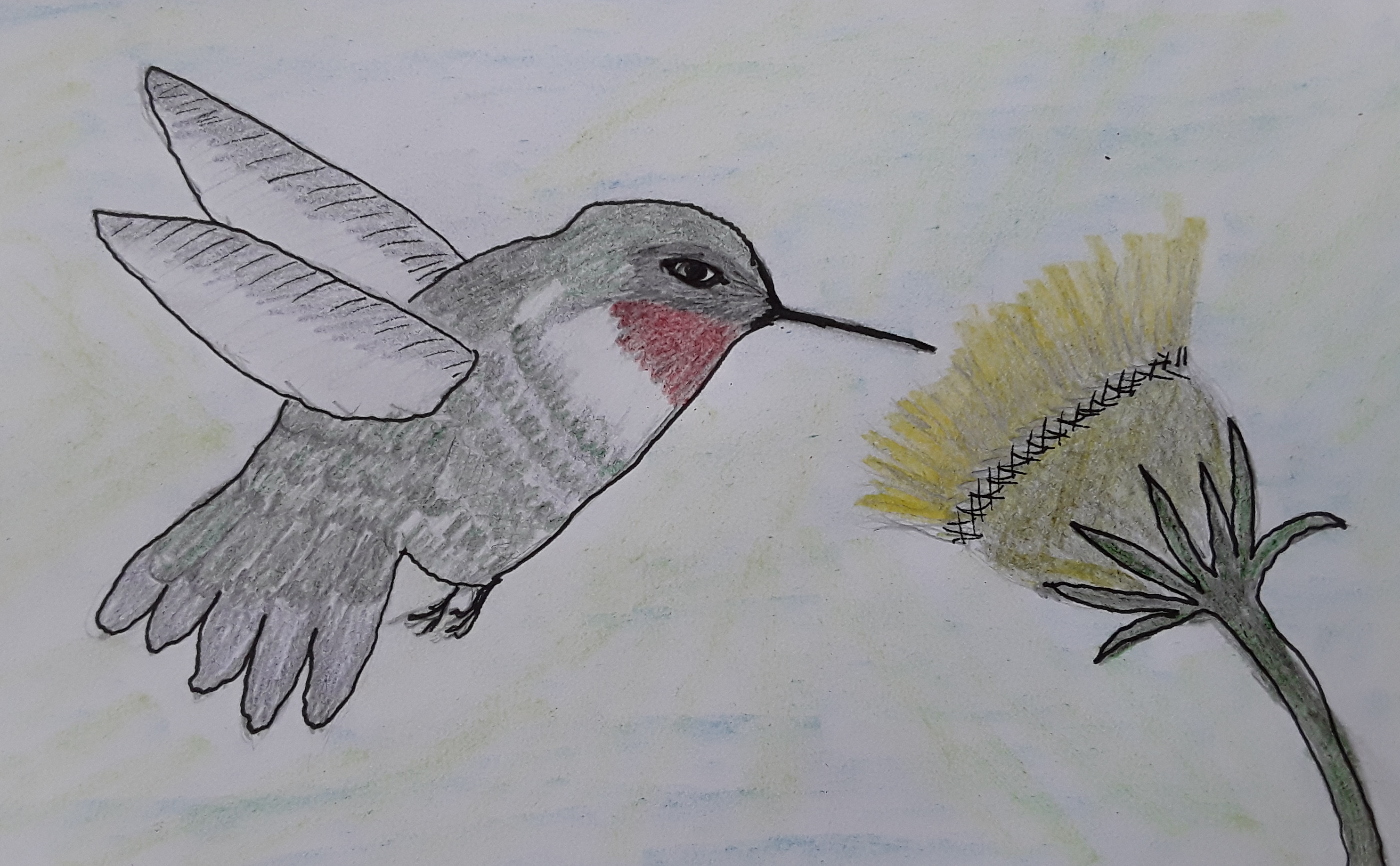 Summer of Hummingbirds and Frogs – Word Dancer: Literature, the Arts ...